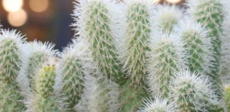 Optical Illusion: Find The Cat Among The Prickly Cacti