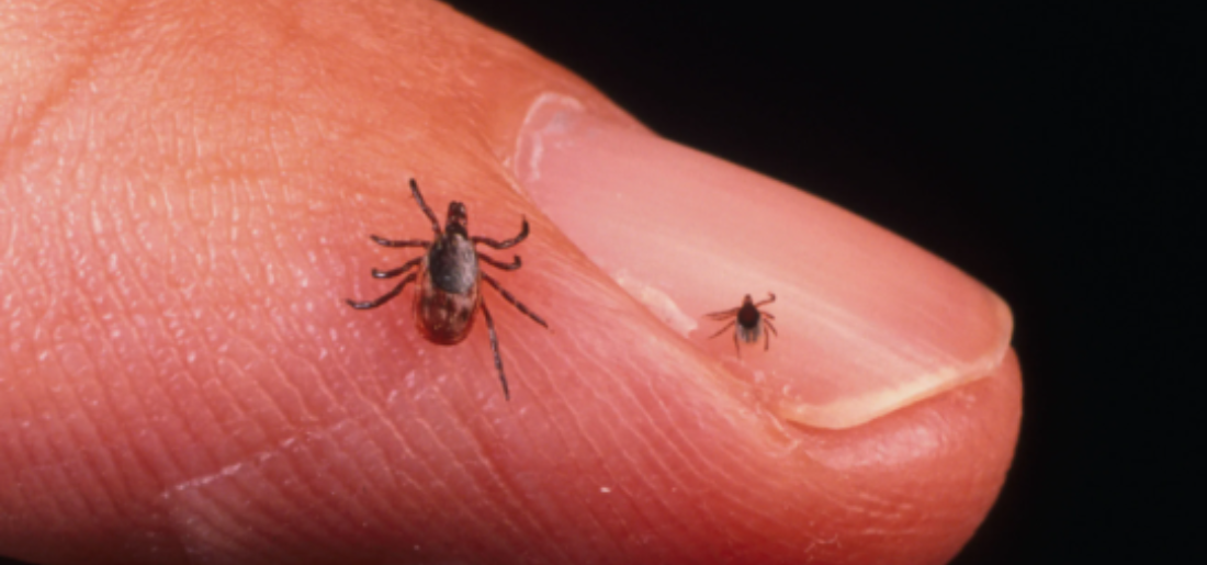 Maryland's Startling Case Of Travel-Related Tick-Borne Virus Death