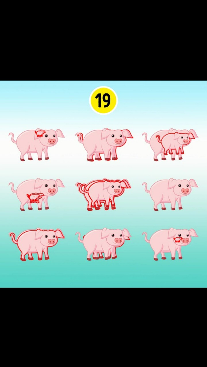 Puzzle: इस तस्वीर में कुल कितने Pigs हैं, क्या 15 Seconds में बता सकते हो?
