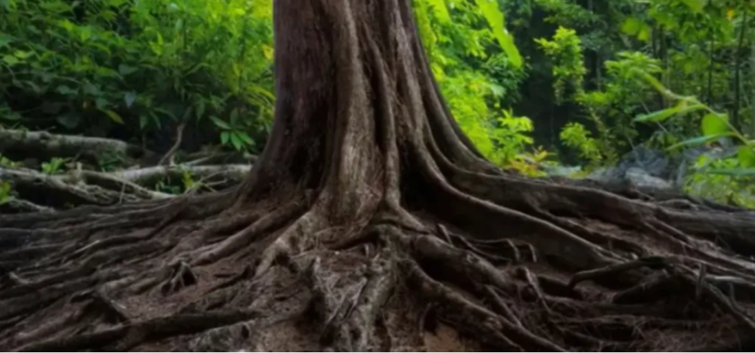 Locate The Camouflaged Snake In This Optical Illusion