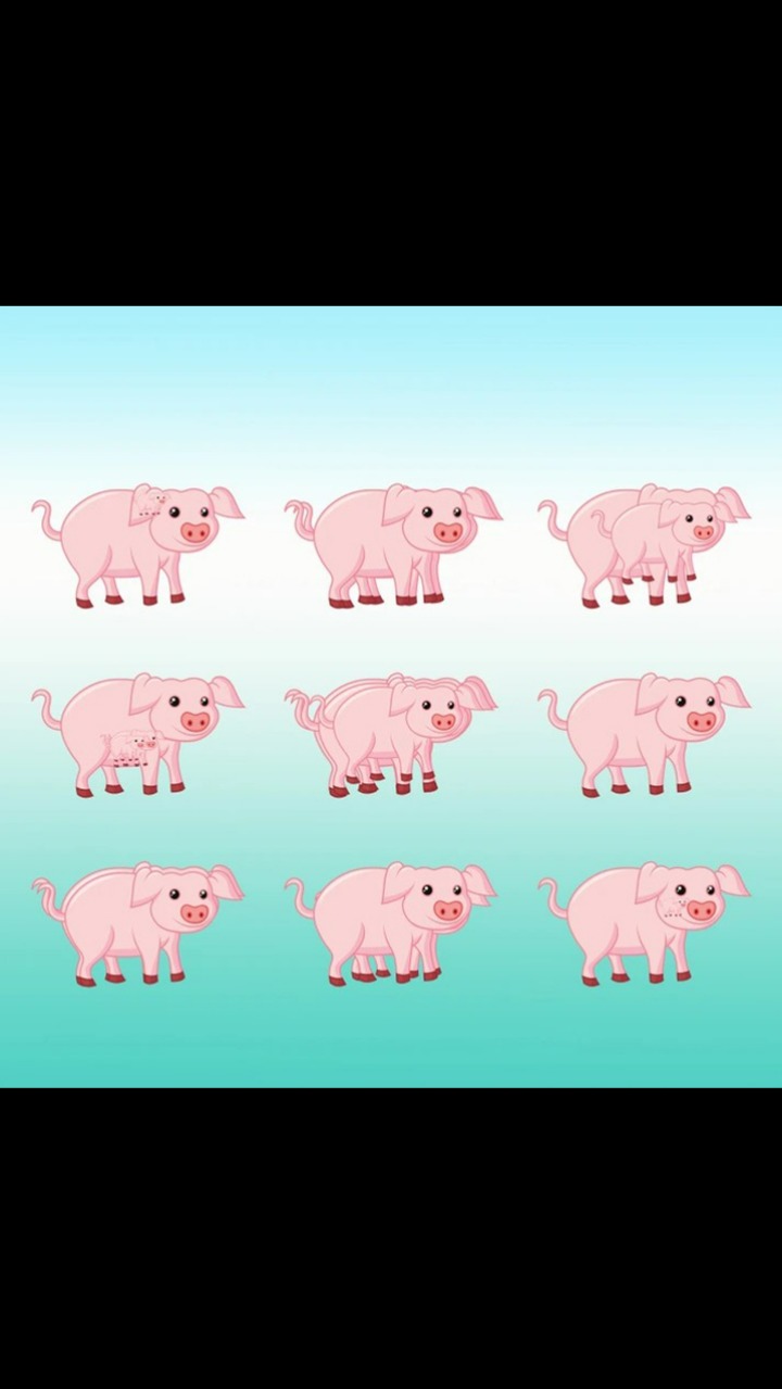 Puzzle: इस तस्वीर में कुल कितने Pigs हैं, क्या 15 Seconds में बता सकते हो?