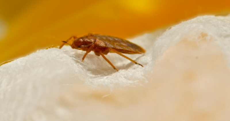 Paris Bedbug Infestation Headed To London? Signs To Watch Out For