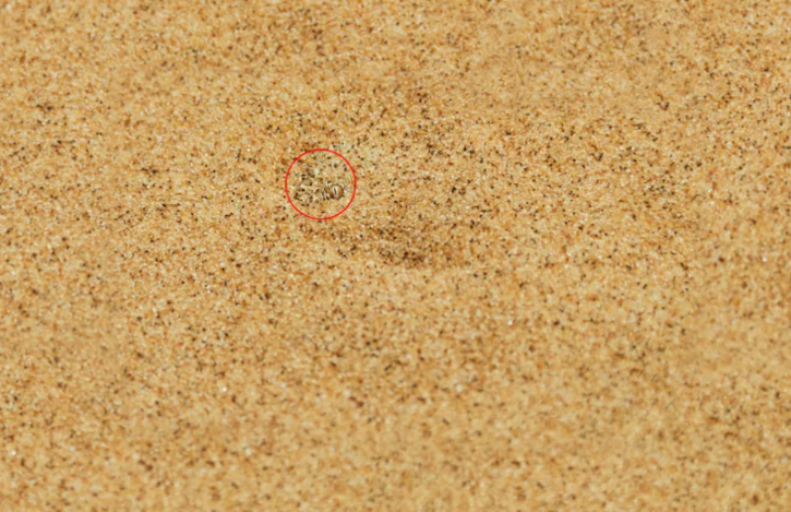 Discover The Snake Under The Sand In This Optical Illusion