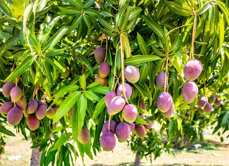 Smart Kheti: ‘मैंगो मैन’ से लेकर ‘बनाना किंग’ तक, इन किसानों ने साबित ...