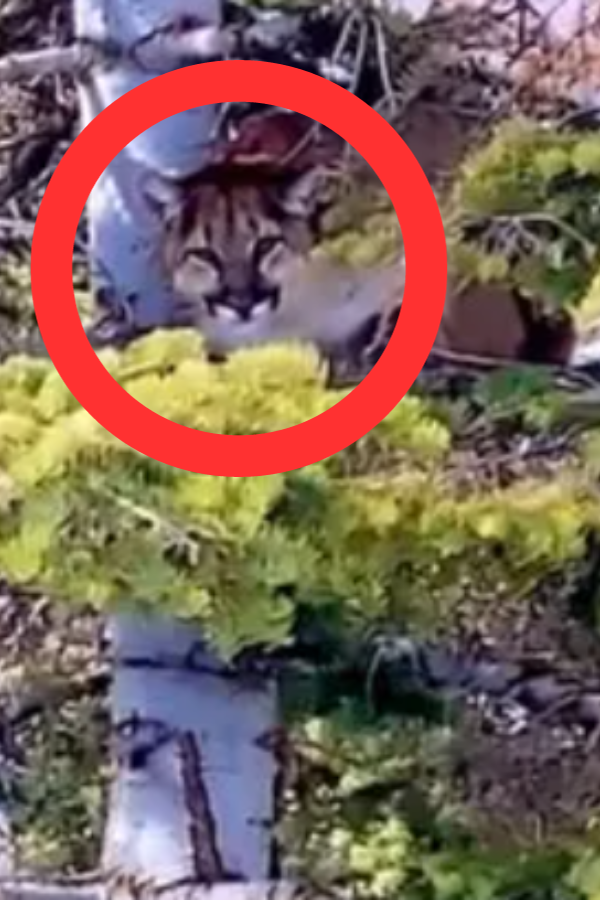 Illusion: Find The Hidden Mountain Lion In The Tree Ready To Pounce