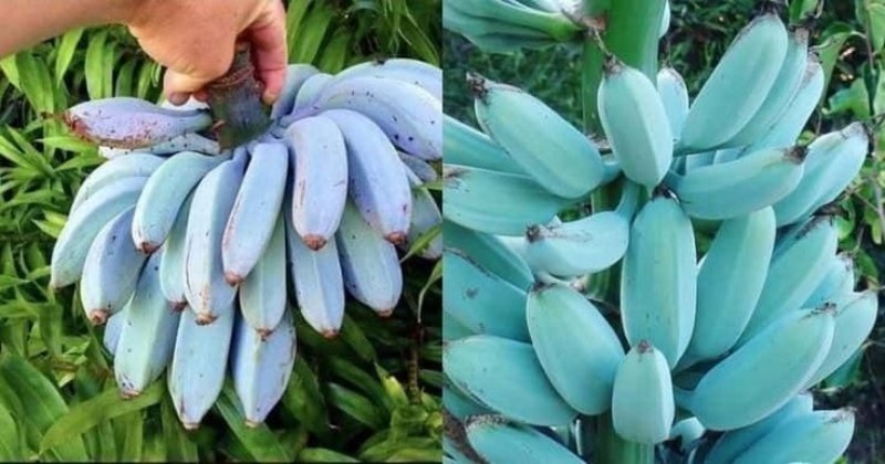 Discover The Magical Blue Bananas That Taste Like Ice Cream And Boost ...
