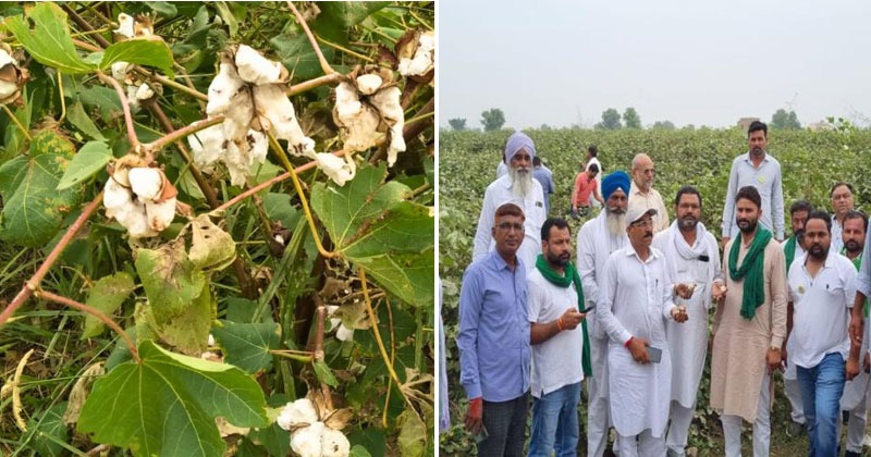 Pink Bollworm Hits Early This Crop Cycle, Gives Heartburn To Cotton ...