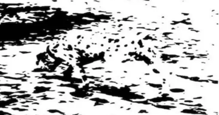 Optical Illusion: Identify The Hidden Dog