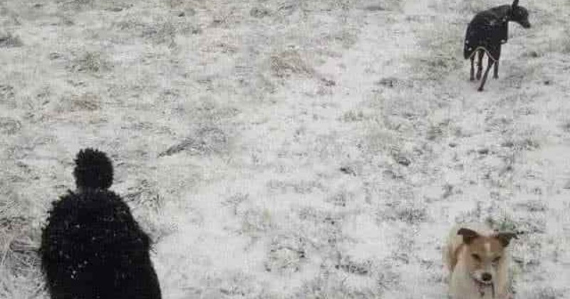 Optical Illusion: Find The Third Dog In This Picture Within 7 Seconds