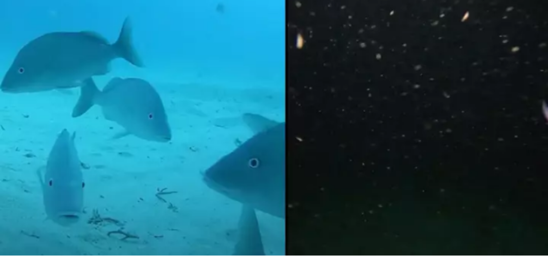 Man Drops GoPro In Ocean, Captures 'Terrifying' Footage