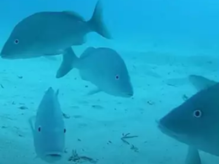 Man Drops GoPro In Ocean, Captures 'Terrifying' Footage