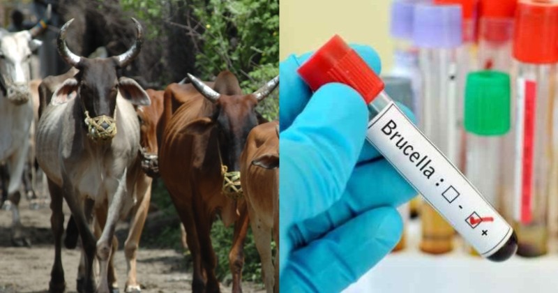 Father, Son Test Positive For Brucellosis In Kerala: All You Need To ...