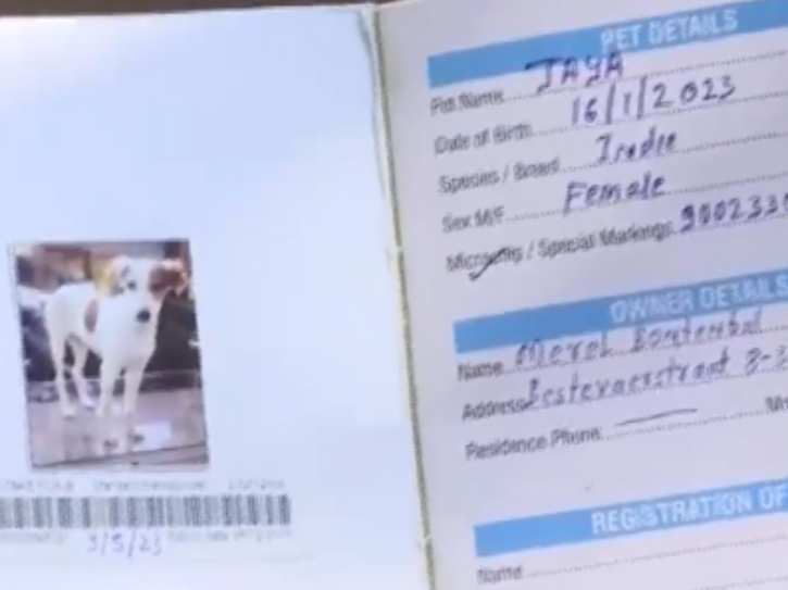 Street Dog Secures Passport And Visa For Netherlands