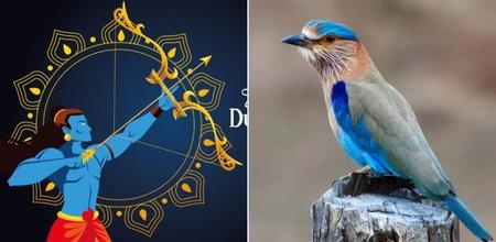 Neelkanth Bird: A Spiritual Spectacle on Dussehra 2023