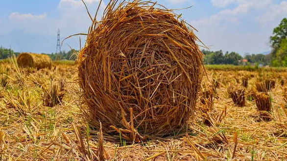 पंजाब: जिसे बेकार समझ जला देते हैं किसान, उस पराली से 12वीं पास किसान ...