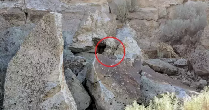 Find The Hidden Rabbit In This Optical Illusion