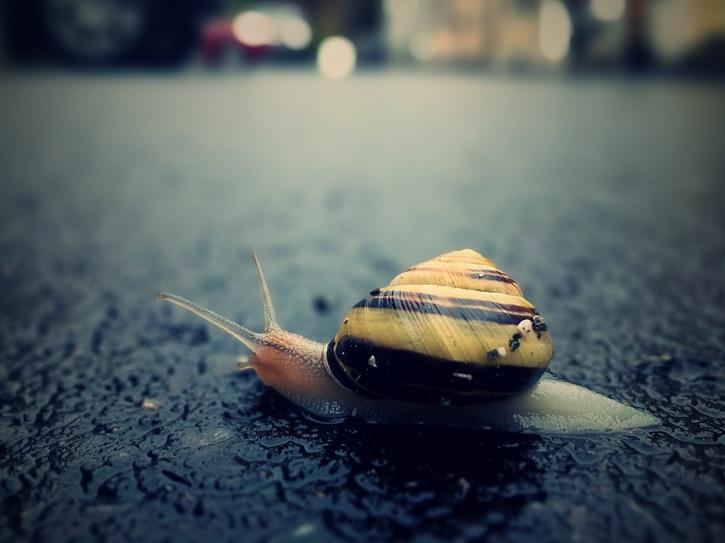 Here Is All You Need To Know About Snail Mucin