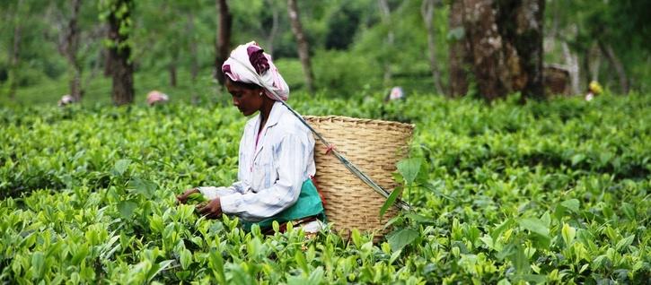 Assam Govt Reserves 3% Seats In Govt Jobs For Tea Tribes, Know Why This ...