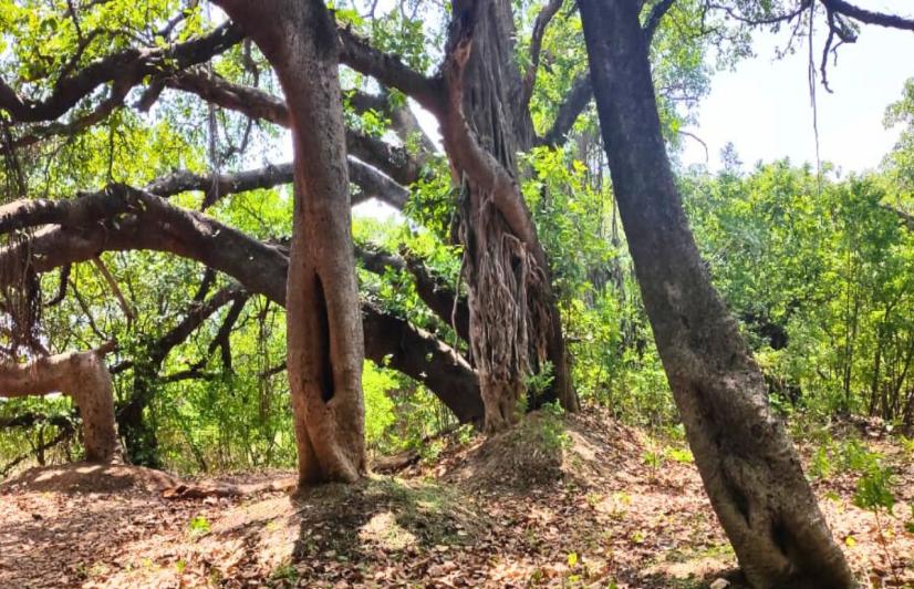 The Tree That Never Dies Losing Out in Race for Survival