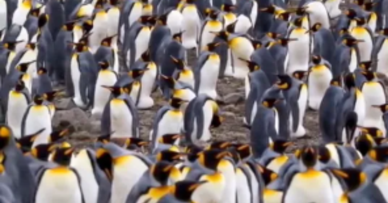 Optical Illusion: Spot The Girl Hiding Among The Penguins
