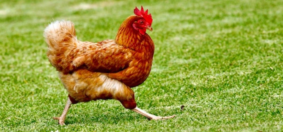Japanese Scientists Use AI To Translate Chickens