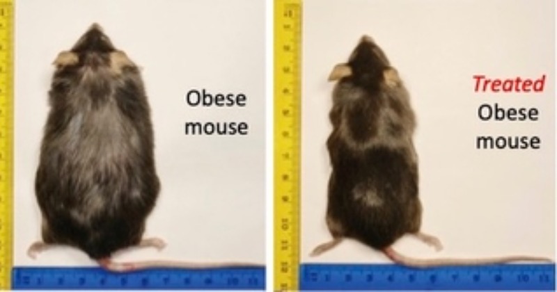 Obese Mice Shed Weight, Reverse Diseases With New Liver-Targeted Medication