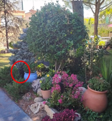 You Must Spot The Hidden Cat Among The Plant Pots!