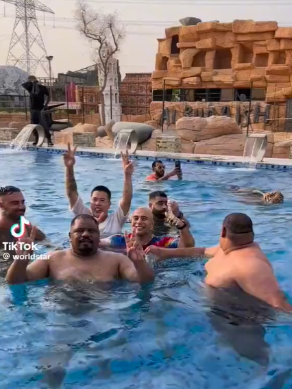 Dubai Zoo Owner Pranks Swimmers, Releases Tiger Into Pool