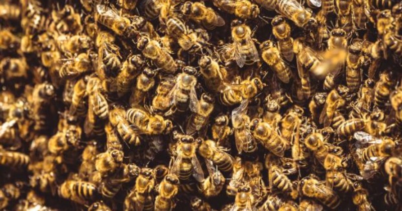 One dead, 14 hospitalised in Karnataka After Bee Attack, Here's What ...