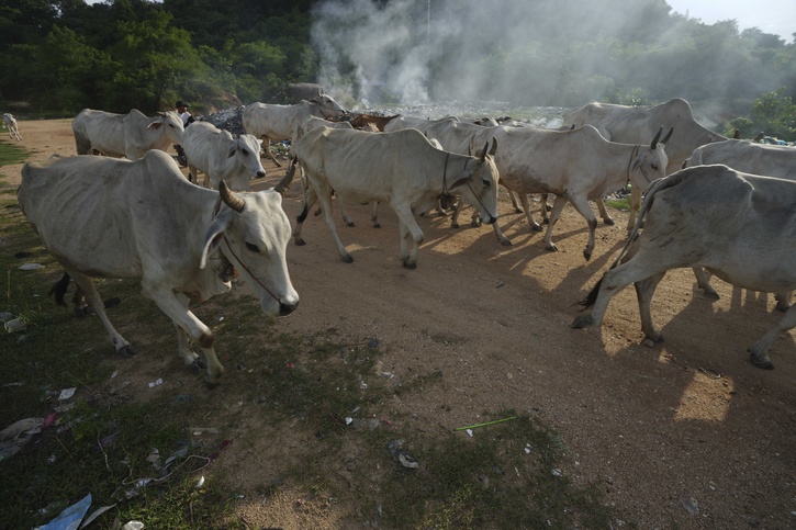 Ridiculous! Stray Cow Named As Suspect In Bike Accident Case