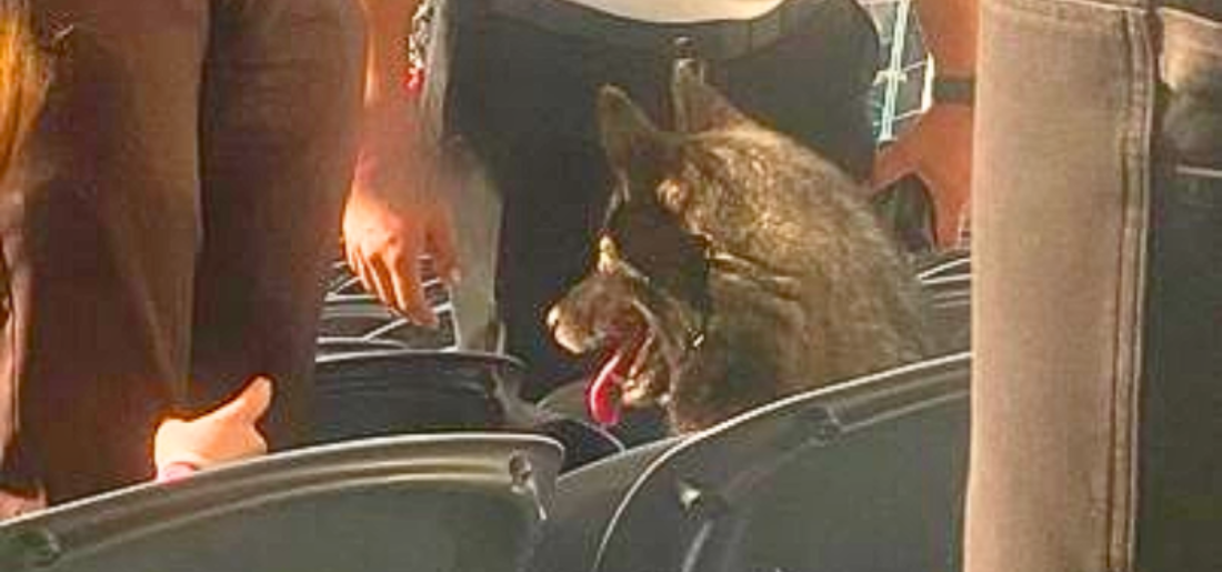 Dog Sneaks Into Metallica Concert