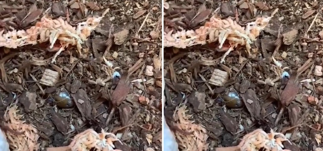 Optical Illusion IQ Test: Spot The Lizard Optical Illusion IQ Test: Spot The Lizard