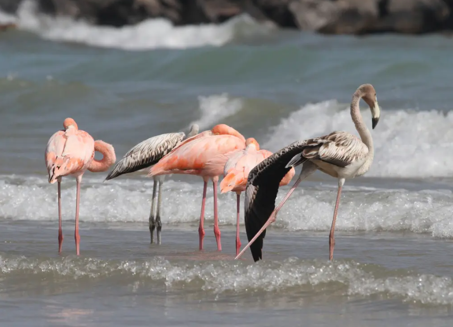 Flamingos Spotted At This US Lake For The First Time In History