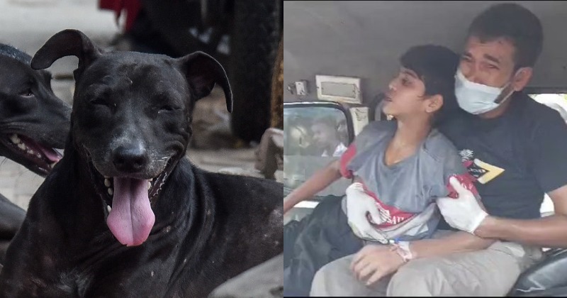 Owners Booked After 14-Year-Old Boy Dies Of Rabies, A Month After Dog Bite