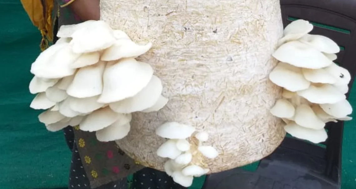 Mushroom ki kheti कॉलेज प्रोफेसर ने शुरू की मशरूम की खेती, कॉलेज बंद ...