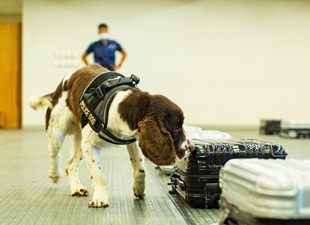 Furry Soldiers Inducted In G20 2023 Security: Here's A Look At Dog ...
