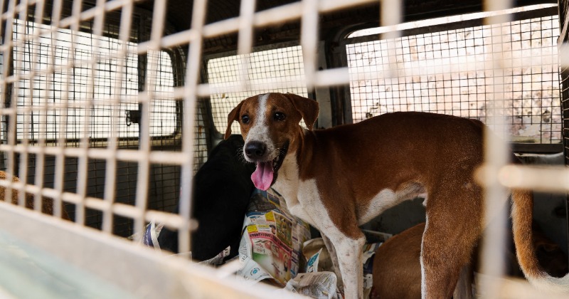 Stray Dogs Released In Unplanned Manner After G20 Summit