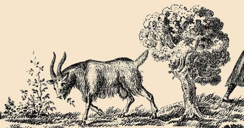 Optical Illusion: Find The Goat’s Owner In The Picture In 5 Seconds