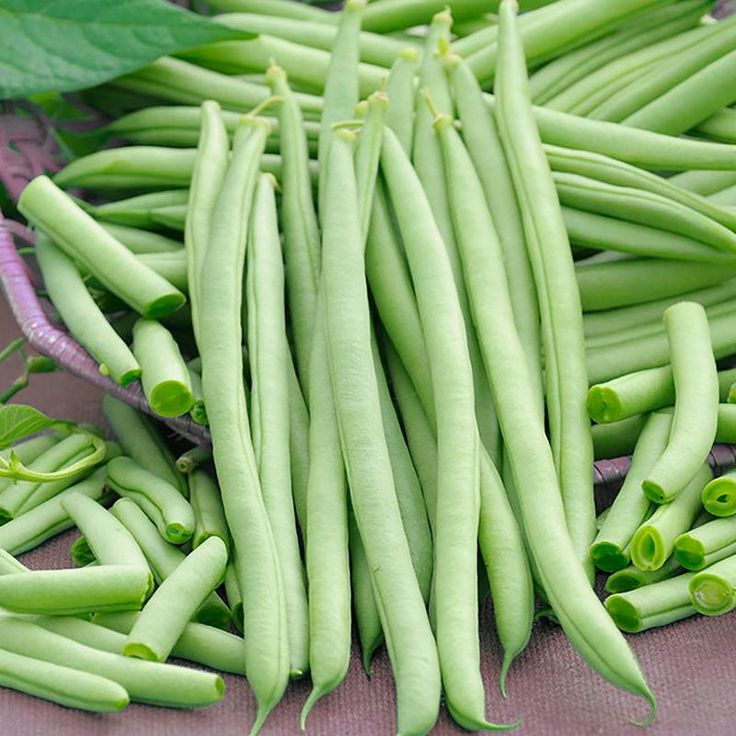 Gardening: 6 Simple Steps To Growing French Beans At Home!