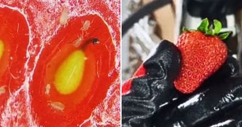 Viral Video Of Strawberry Under A Microscope Scars Netizens