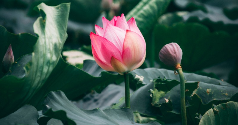 Step By Step Guide On How To Grow Lotus From Seeds