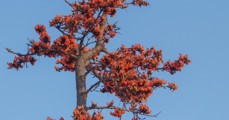 8 Easy Steps To Grow Palash Tree At Home