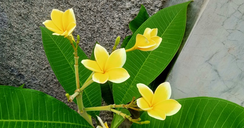 How To Take Care Of Champa Flower Plant At Home