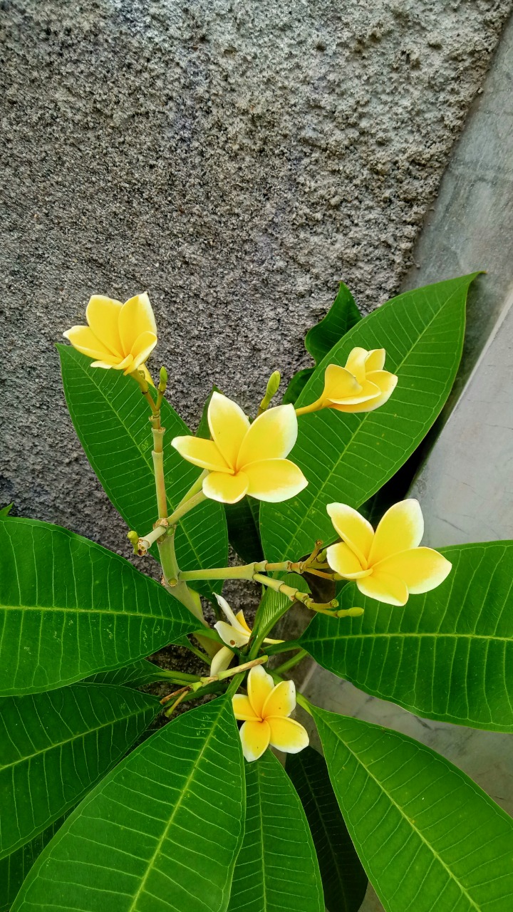 Champa Flower