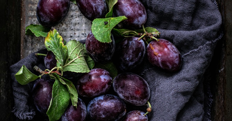 How To Take Care Of The Jamun Plant At Home