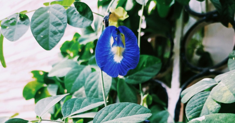 How To Care For Aparajita Plant At Home