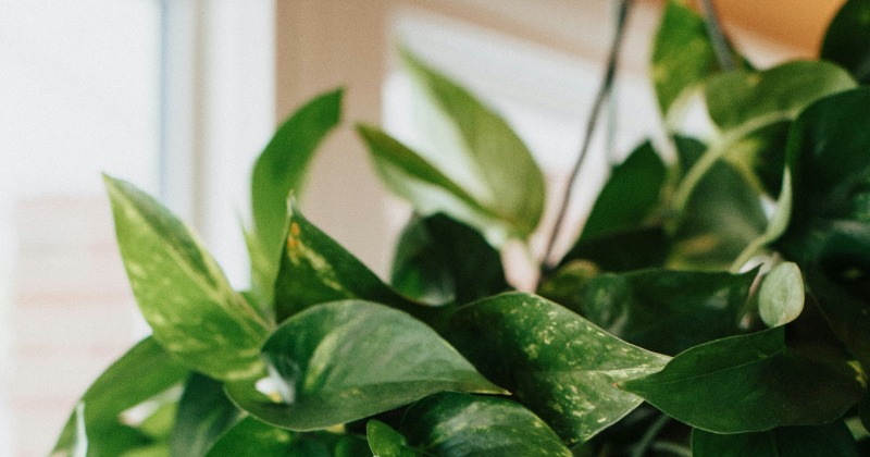 How To Take Care Of Pothos Plant At Home