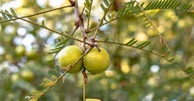 How To Take Care Of An Amla Plant