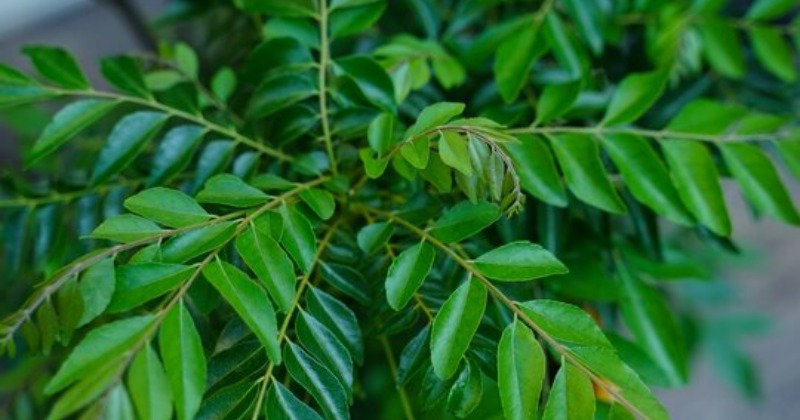 8 Easy Steps To Grow Curry Leaves Plant At Home