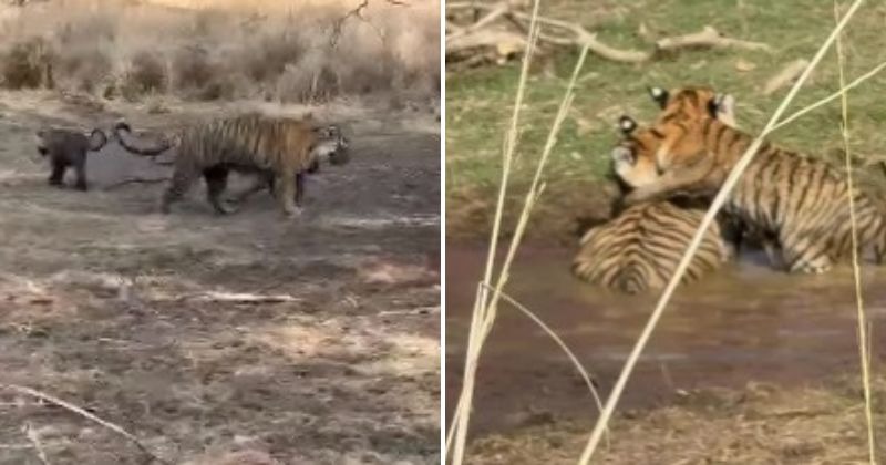 Ranthambore National Park Tigress Riddhi Enjoys Family Splash Time